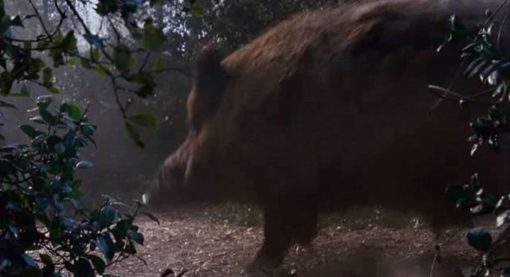 6 Tips On How To Find Wild Hogs During The Day Easily - MetalLens